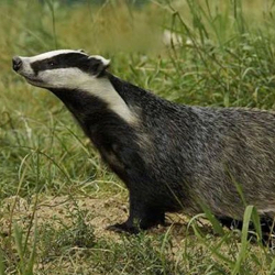 The badger, a new species at the Primera